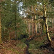 The Beauty of Rendlesham Forest: A Natural Haven in Suffolk's Area of ...