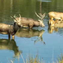 Explore Endangered Species at Watatunga Wildlife Reserve in West Norfolk