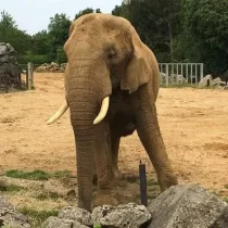 Colchester Zoo: A Wildlife Haven with Over 160 Species – An ...